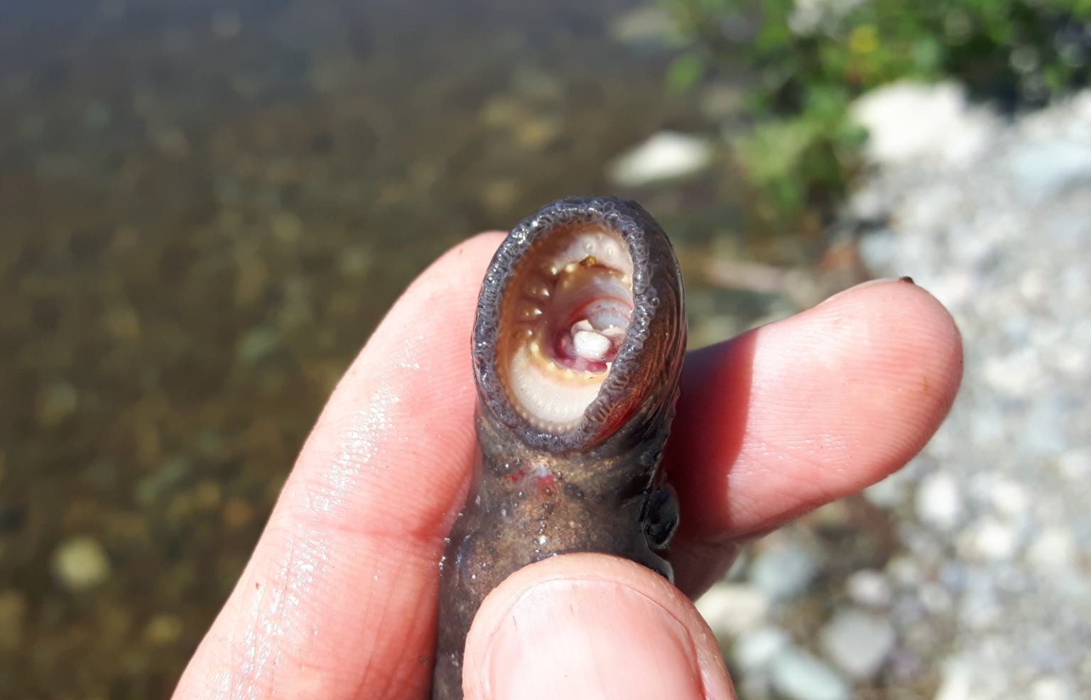 Cowichan Lake Lamprey – Cowichan Estuary Nature Centre